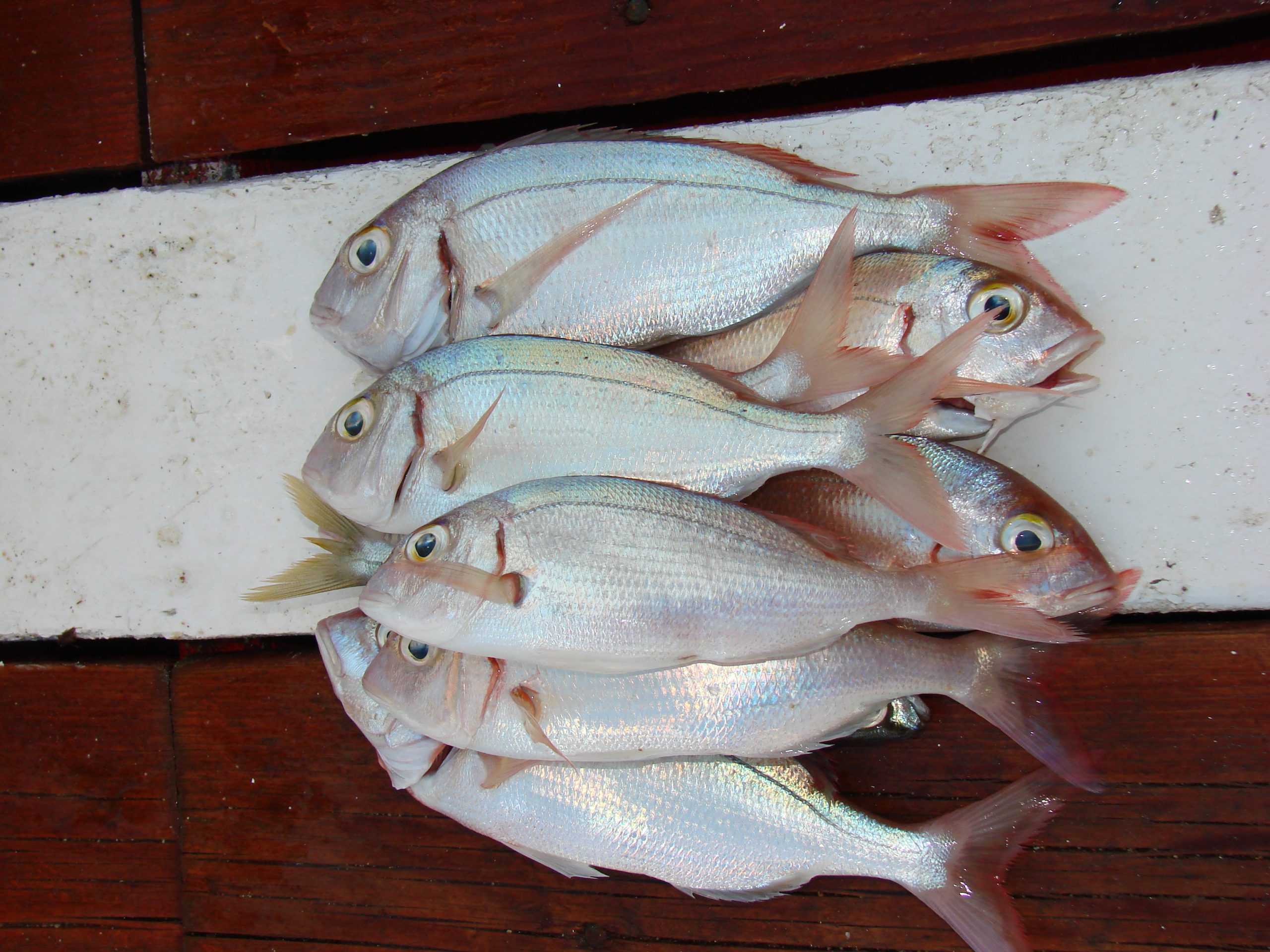 Lovite arbune, ali slabije od očekivanog? Ovaj savjet mogao bi vam biti ...