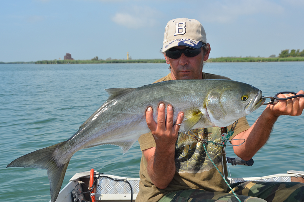 Kako lovite strijelke? Jeste li pokušali povući panulu za ovu ribu? To ...