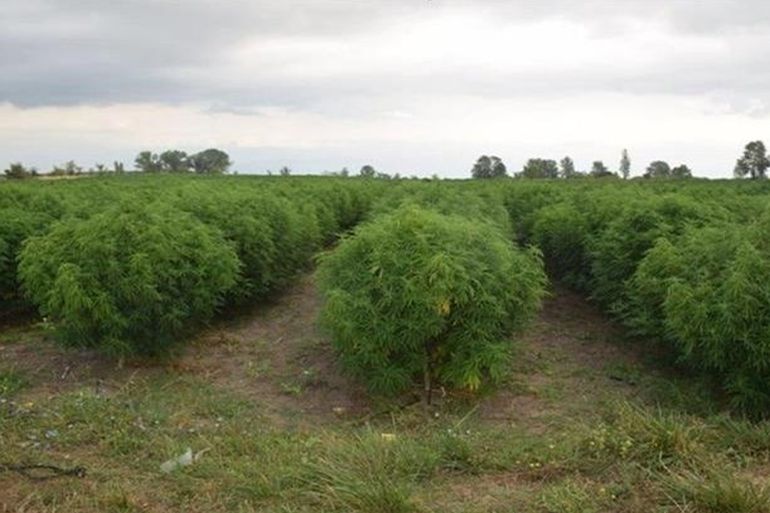 Otkrivena jedna od najvećih plantaža konoplje u Hrvatskoj! Tisuće ...