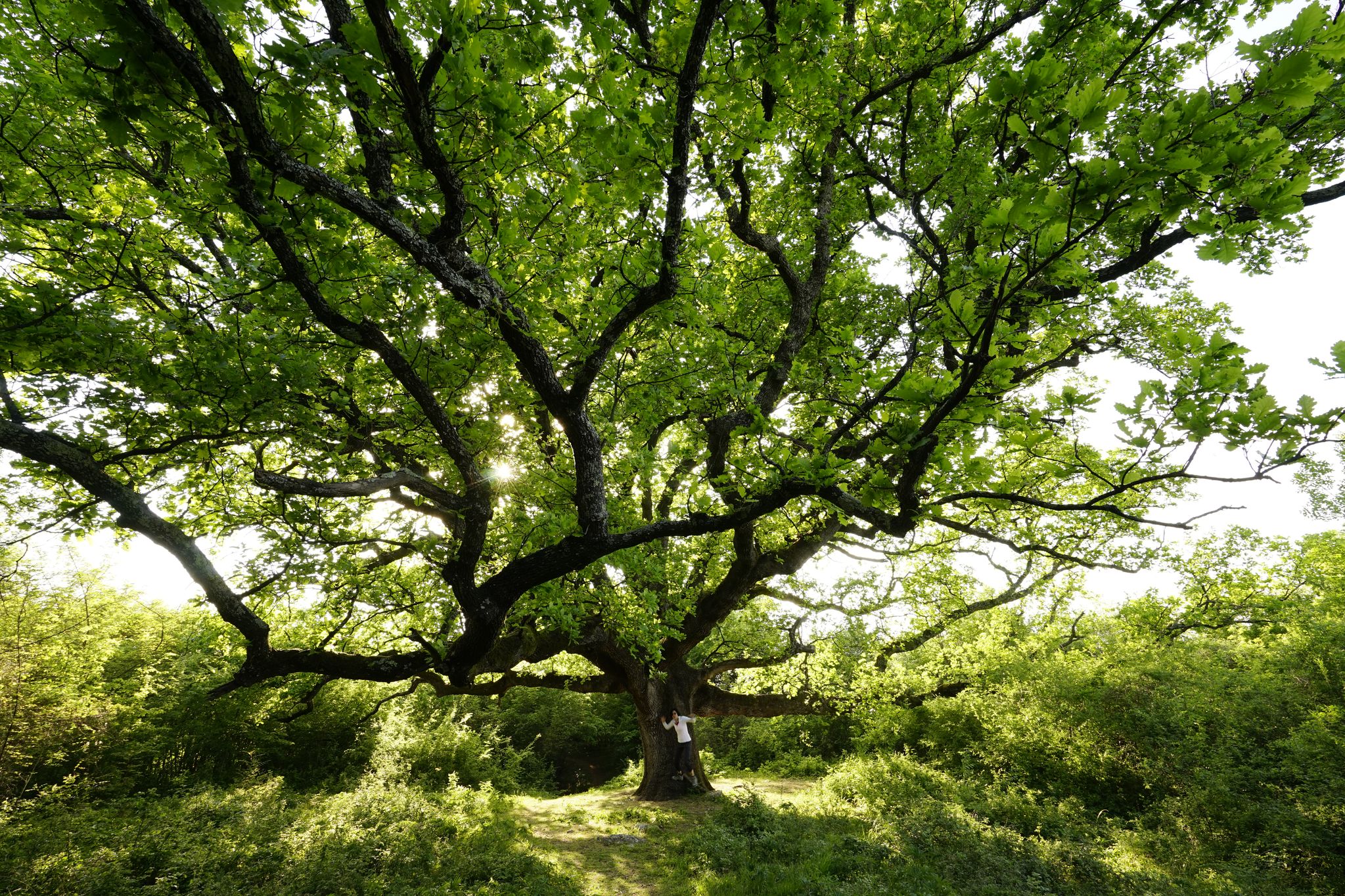 Krčki hrast kandidat za Hrvatsko stablo godine. "Upoznajte" zelenog ...