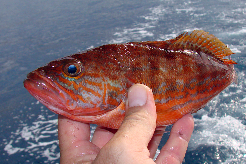 Koliki je najveći kanjac kojeg ste ulovili? Na Pagu tvrde da njihovi ...