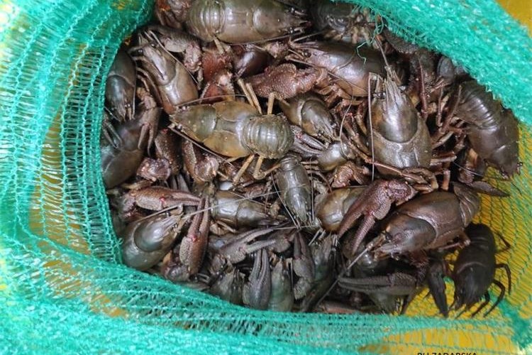 Trojac uhvatio zaštićene rakove pa pao u ruke benkovačkih policajaca ...