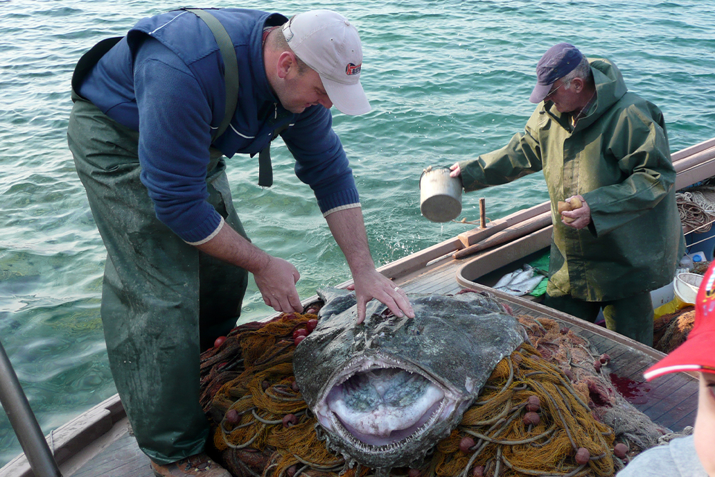 Jeste li znali da u Jadranu žive dvije vrste grdobine? - Novi list