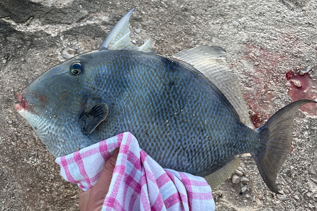 Nikolin kostorog s Ciova: To mi je bila najveća riba koju sam štapom ...