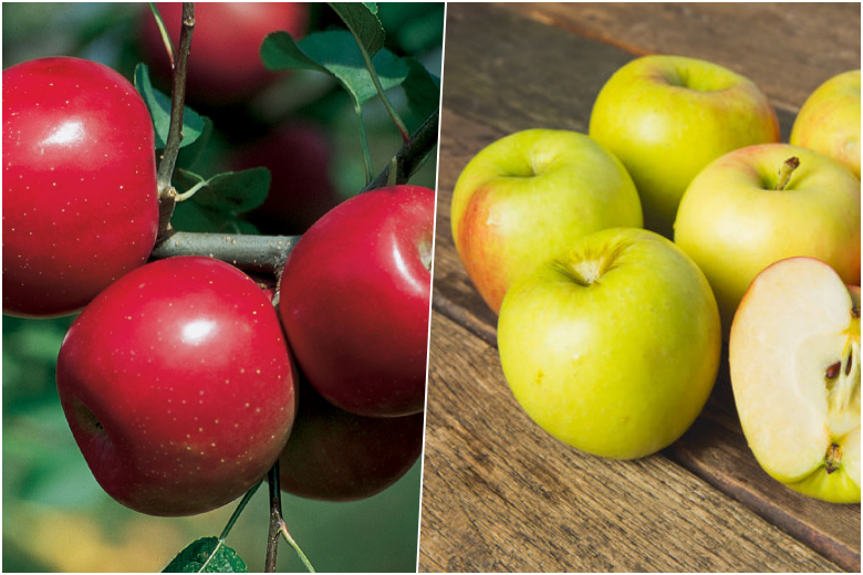 Izdvajamo 15 najboljih novih sorti jabuka: Odličnog su okusa i dobre ...