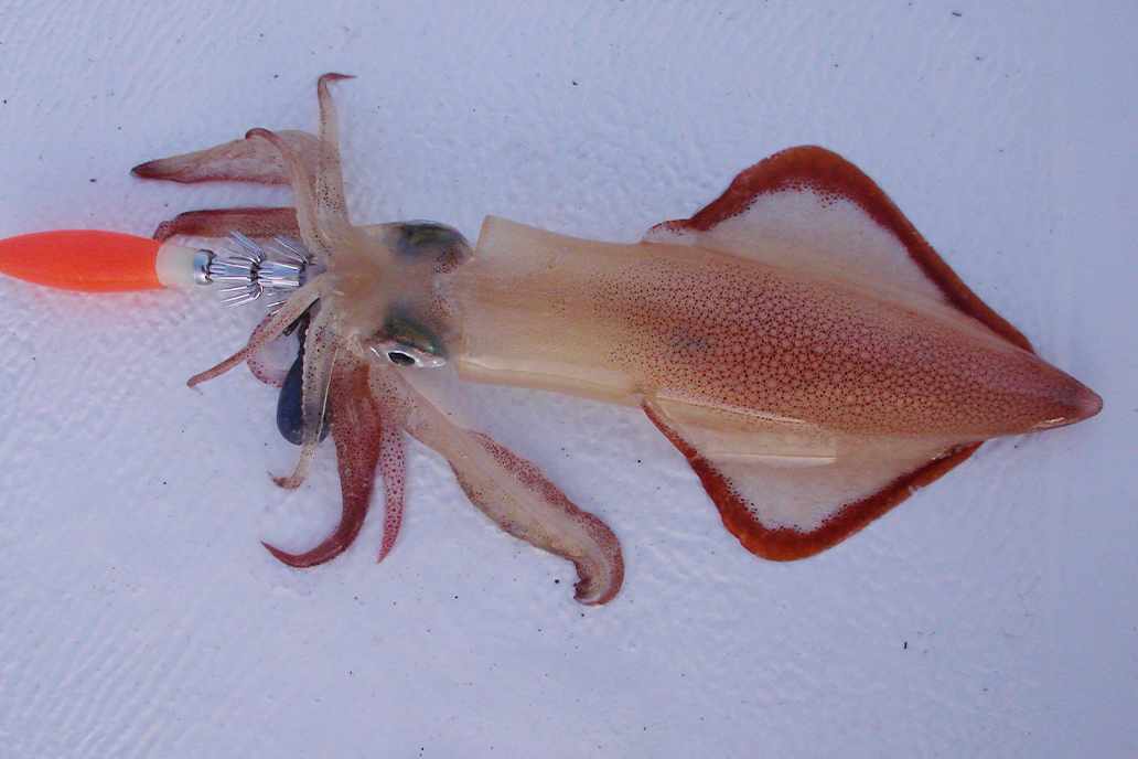 Kako slažete sistem za lov liganja peškafondom? Ovo često zbunjuje i ...