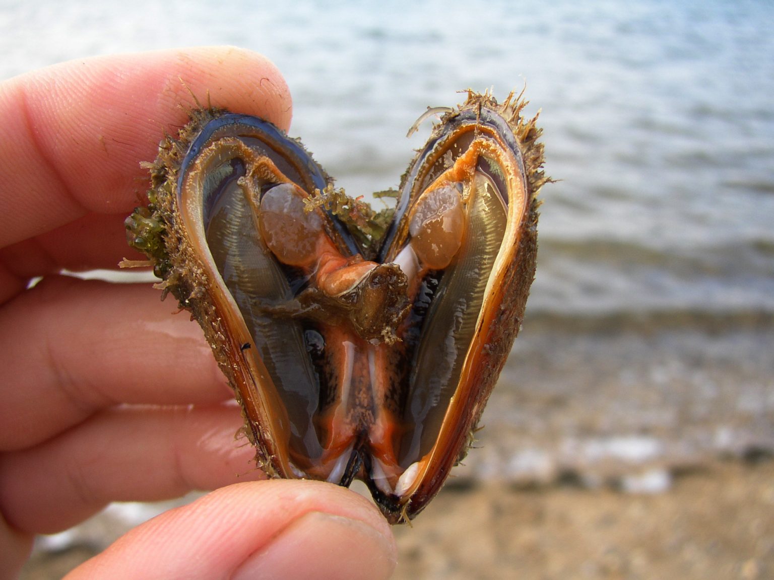 Jeste li znali da u našem moru živi i 'bradata' dagnja i da je puno ...