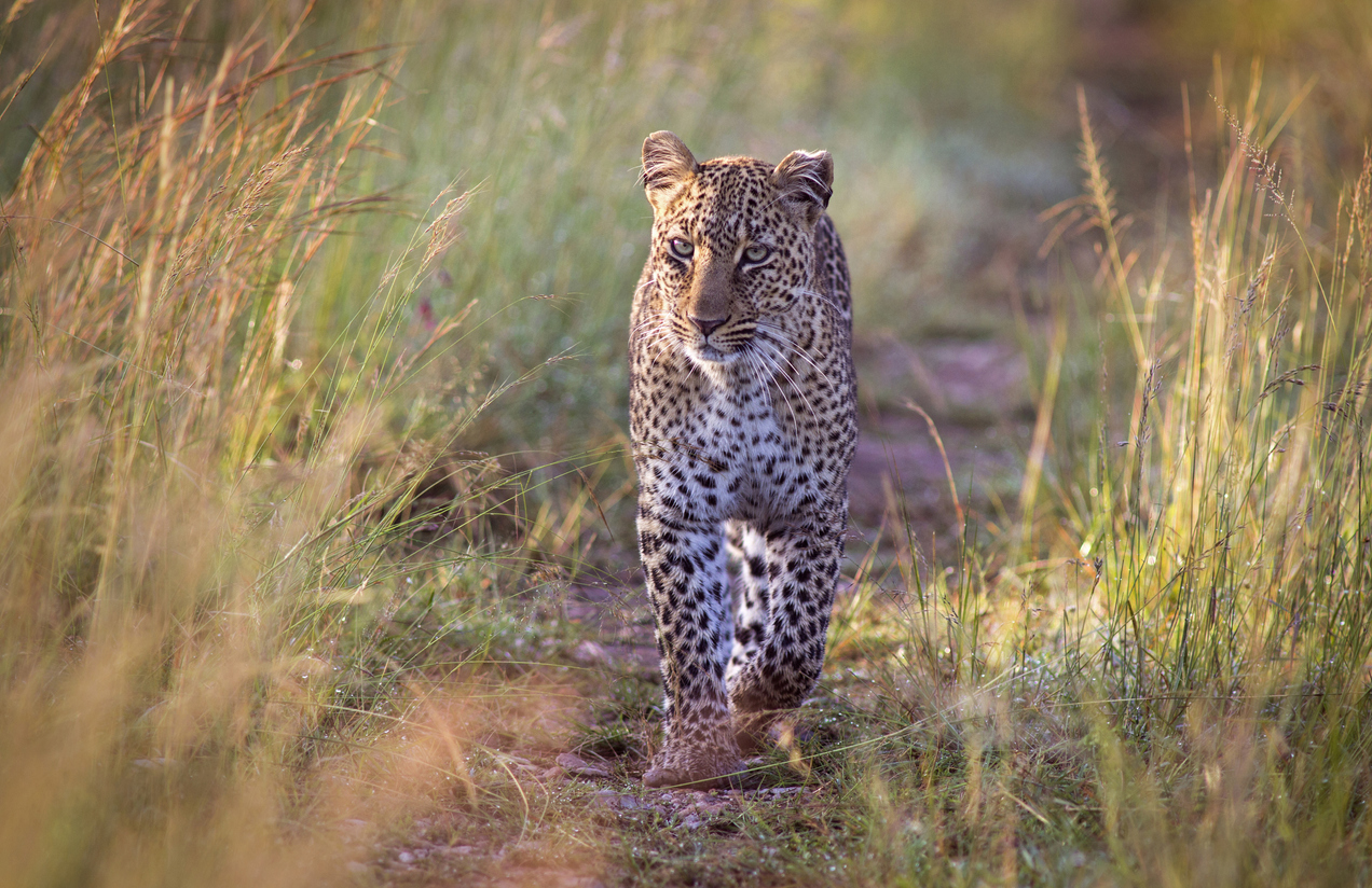 Leopard skočio na psa, ali reakcija četveronožnog prijatelja nije bila ...
