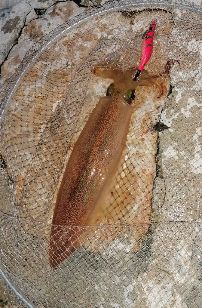 Lignjolovni savjeti: Kada se najbolje love lignje - Novi list