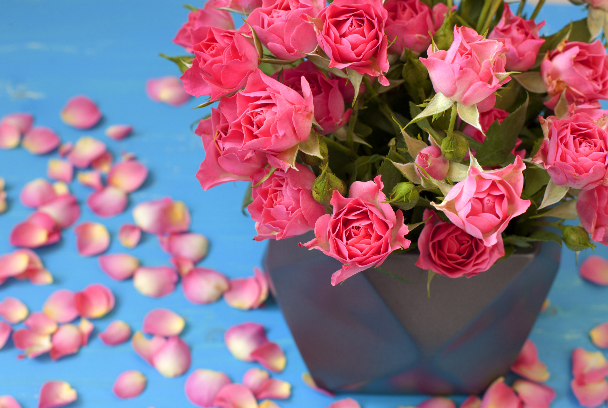 Dobili ste lijepe mini ruže? Savjetujemo kako ih njegovati da nastave ...