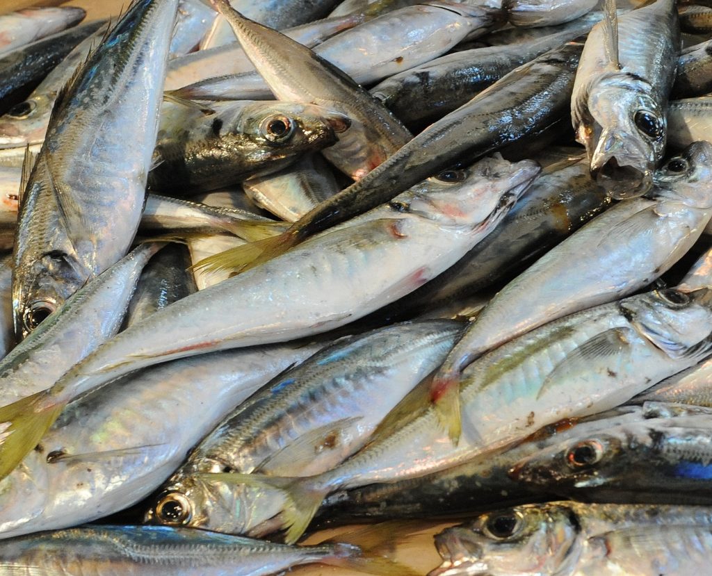 Ovo je jedna od tema o kojoj se ribolovci često spore: Je li šarun ...