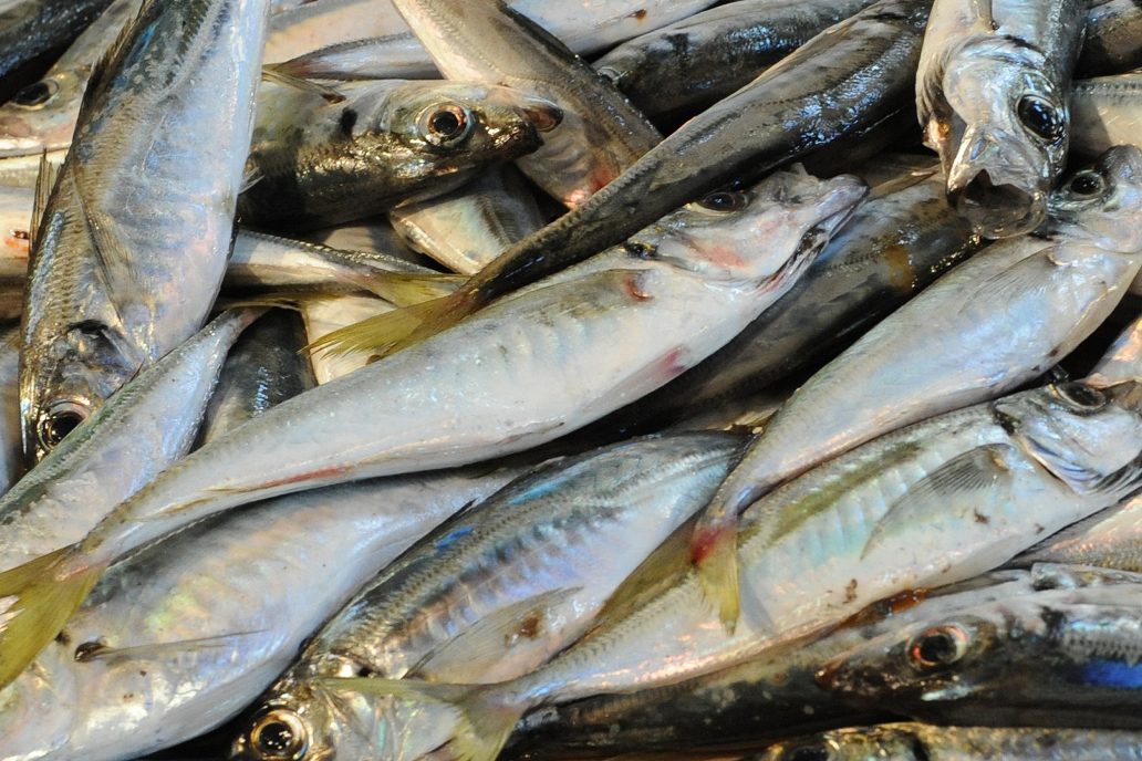 Ovo je jedna od tema o kojoj se ribolovci često spore: Je li šarun ...