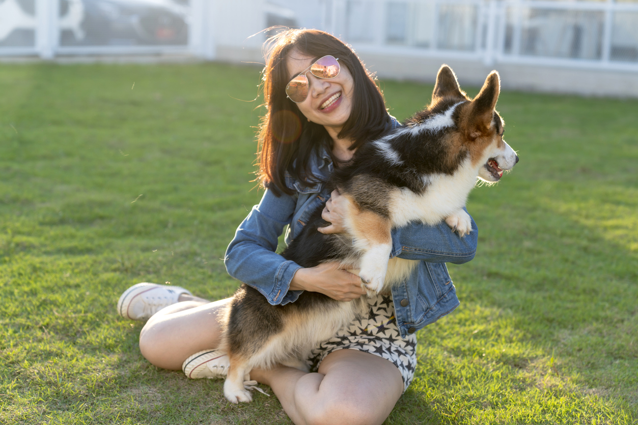 Kako to izgleda kada se spoje haski i korgi? Neodoljivo! - Novi list