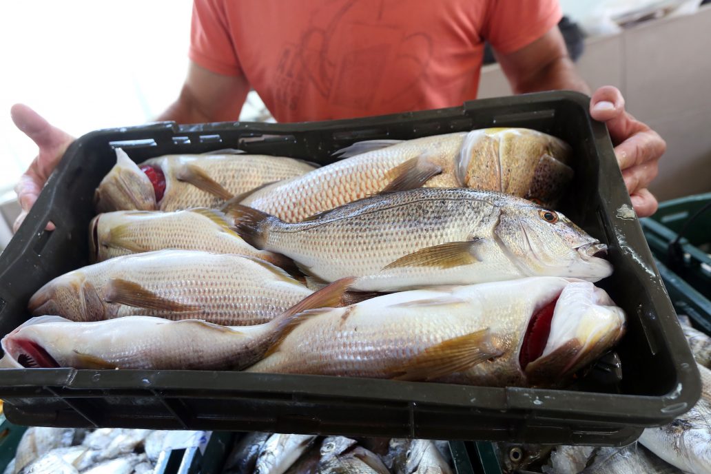 Zubatac je car od rib, evo kako ga najbolje uloviti i koje ješke ...