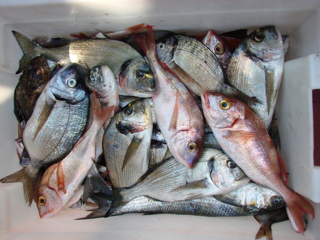 Znate li kako izgledaju parangali za bijelu ribu? Imamo nekoliko ...