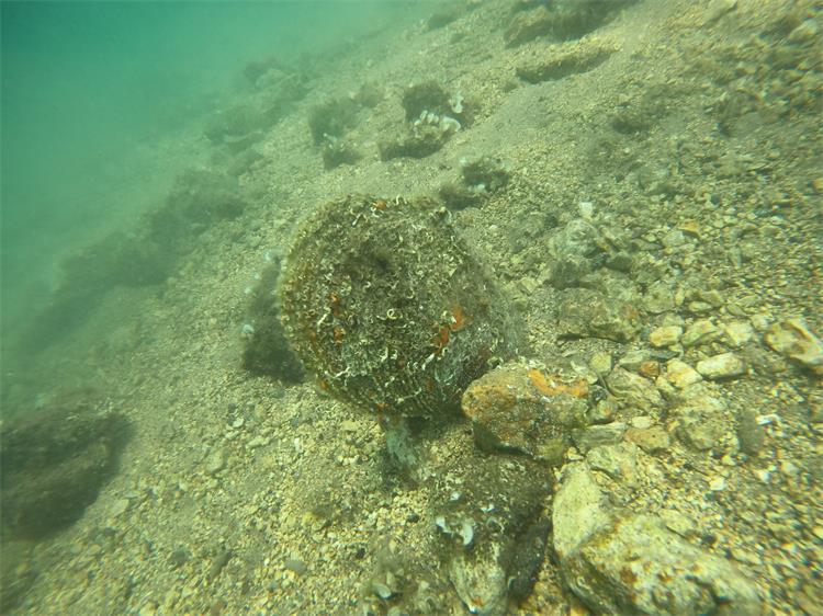 Jeste li vidjeli plemenitu perisku? Evo gdje se možete javiti, važno je ...