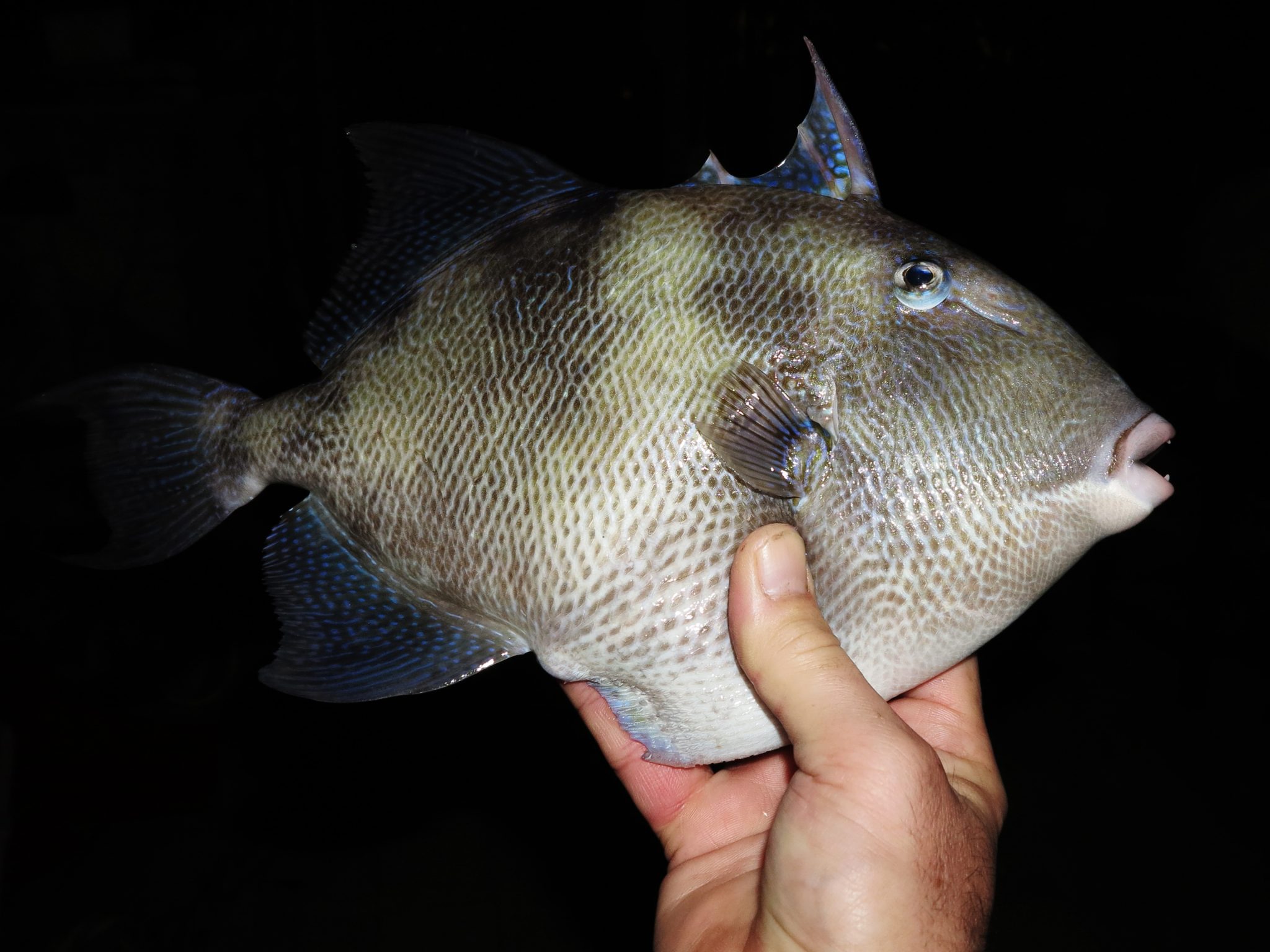 Jeste li znali da kostorog nije otrovan i da je jestiv? Dapače, u ...