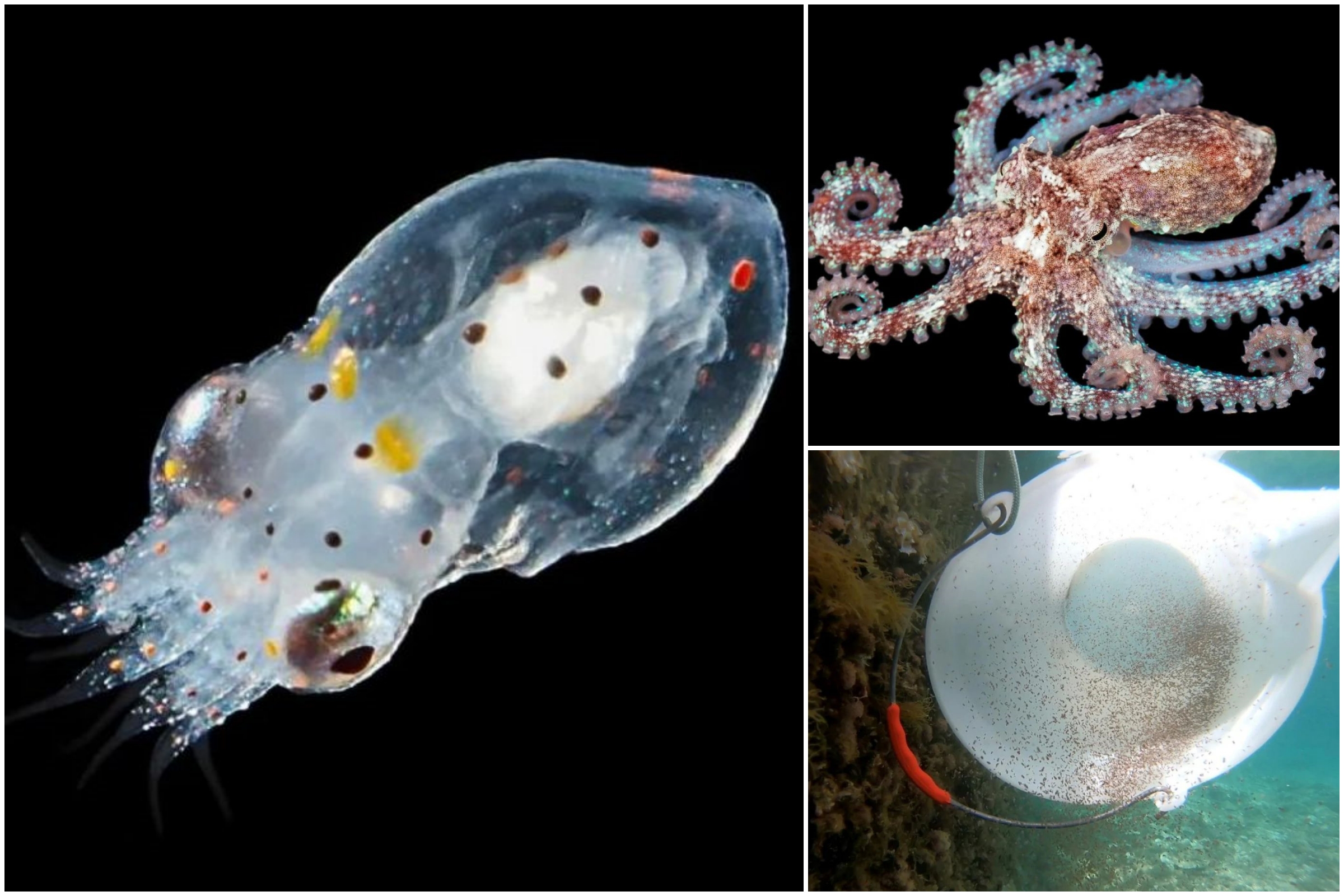 U Jadran pušteno stotine tisuća hobotnica, hrvatski znanstvenici za to ...