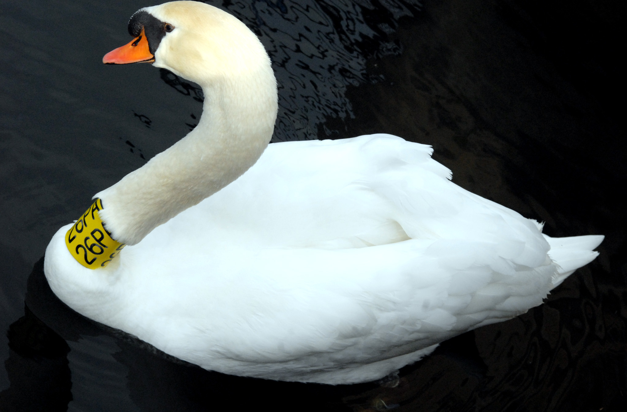 Labud izliječen u oporavilištu zagrebačkog ZOO-a pušten na jezero u ...