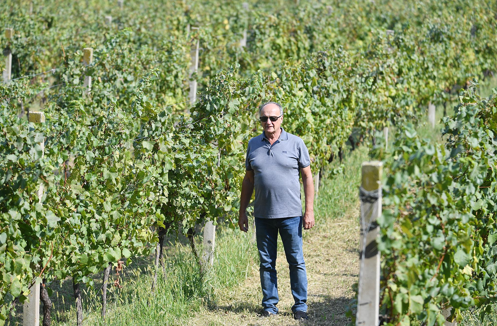 Danas je počela berba chardonaya u vinogradima Vinske kuće Pavlomir kod Novog: Nikad ranije po ...