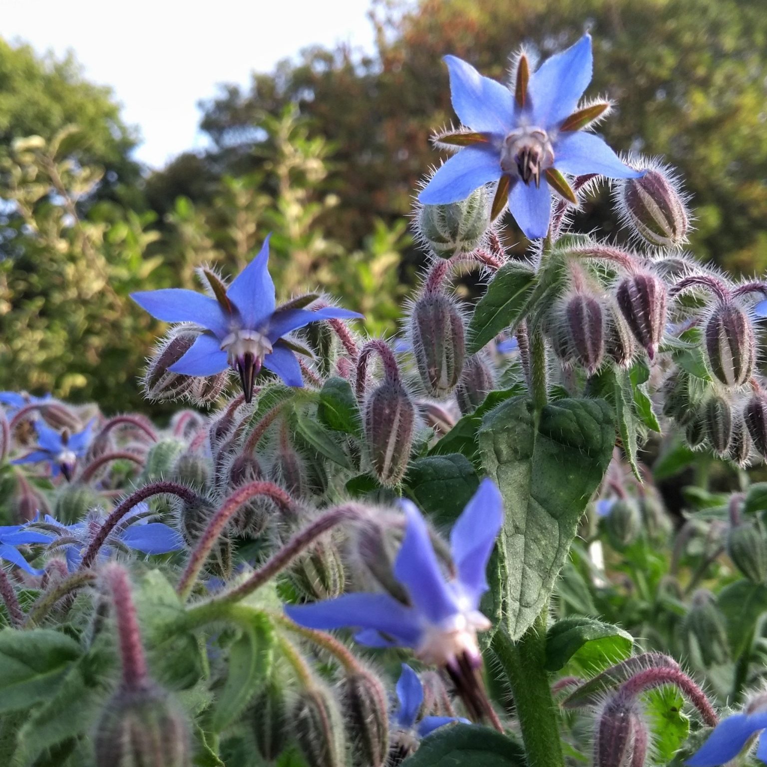 Ljekovito bilje: Borač u vrtu je odlična biljka zaštitnica - Novi list