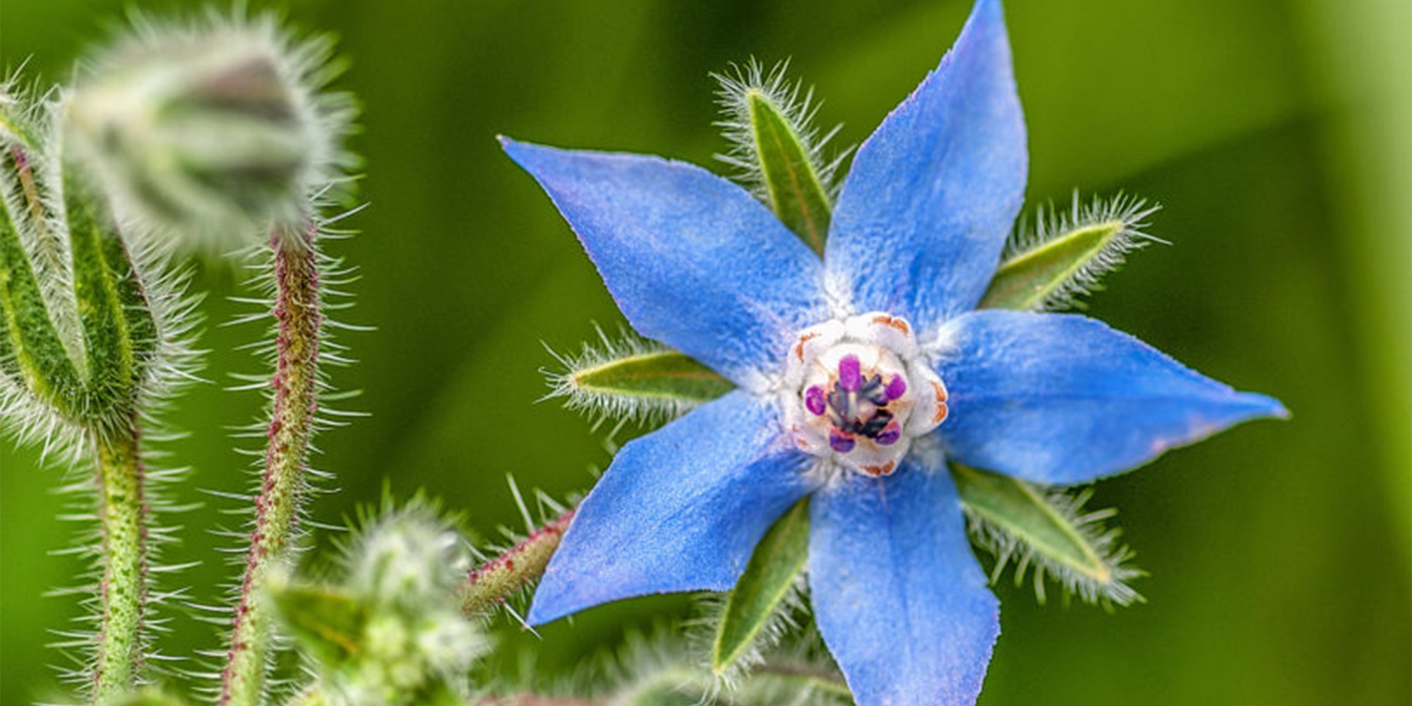 Ljekovito bilje: Borač u vrtu je odlična biljka zaštitnica - Novi list
