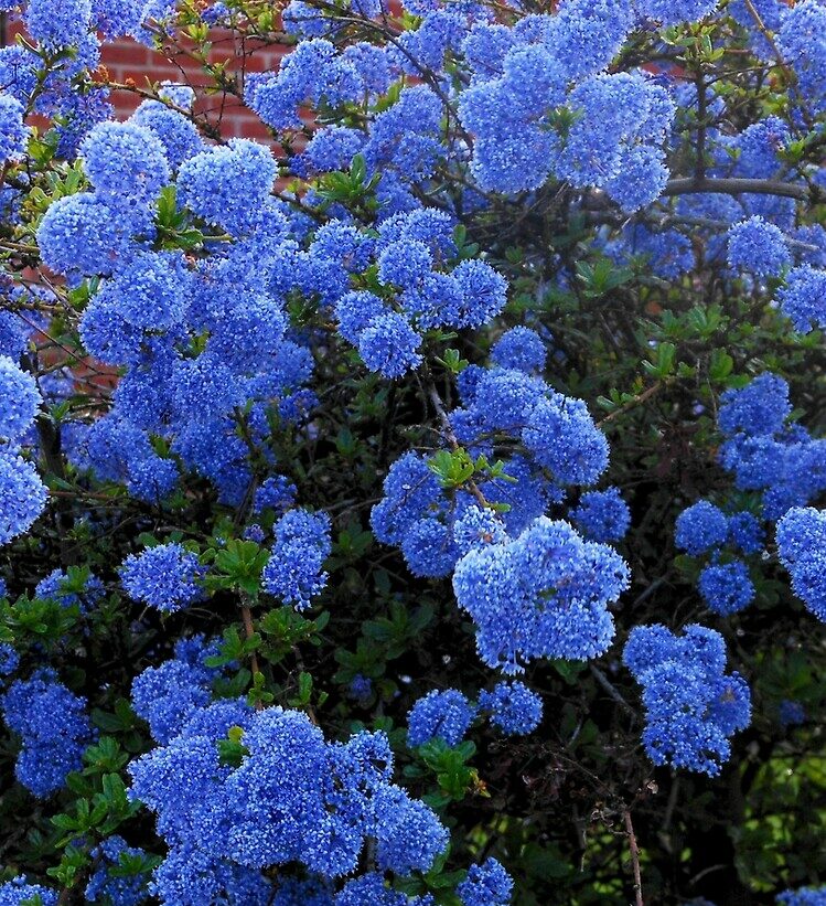 Kalifornijski jorgovan na Mediteranu raste najljepše - Novi list