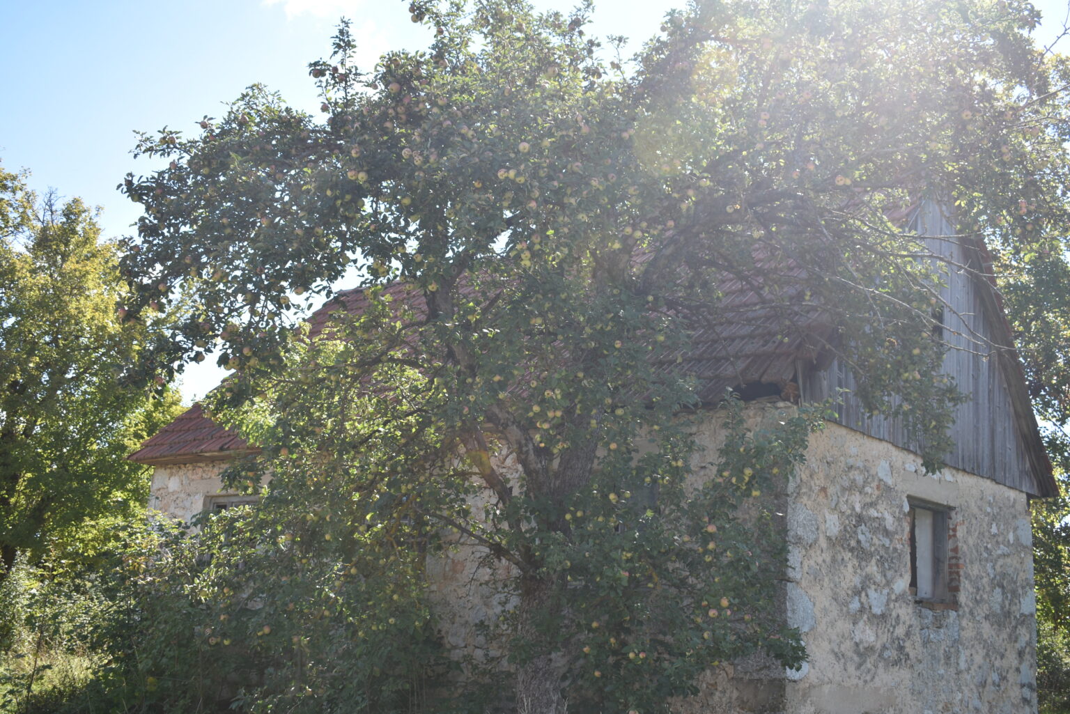 Simbol depopulacije u Lici: Napuštene kuće oživljavaju samo stabla ...
