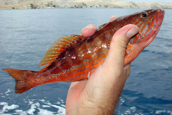 Jeste li znali da su kanjac, pirga i vučić dvospolci? A znate li ...