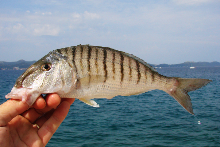 Ovčica formira jata i do tisuću jedinki. Jeste li znali da ona nije ...