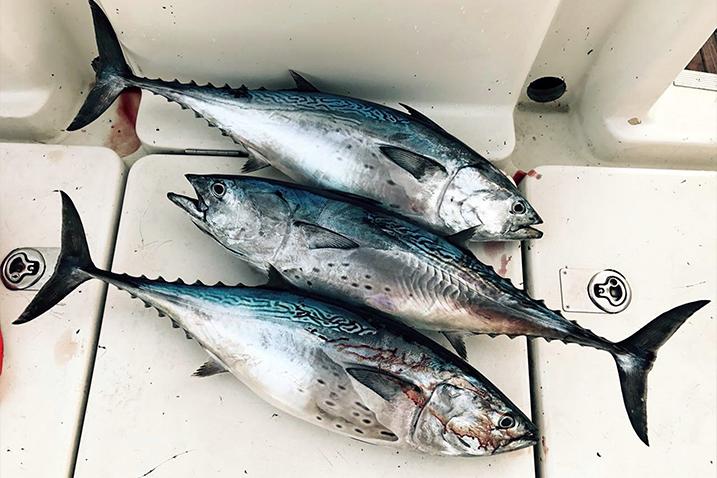 Jeste li znali da luc može doživjeti i deset godina starosti i pritom ...