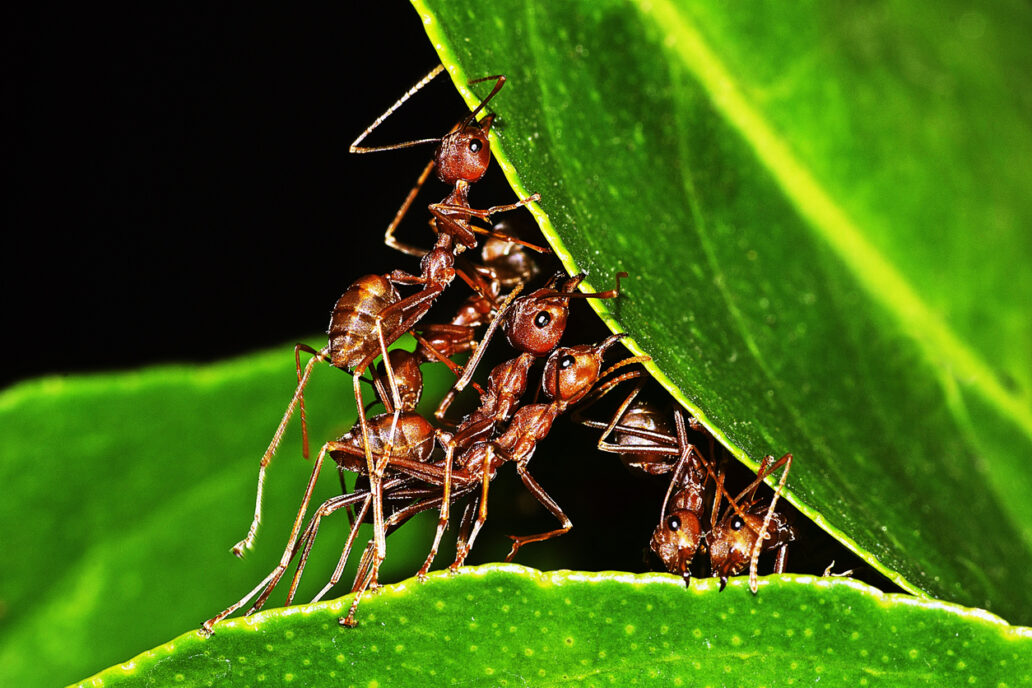 Njemački znanstvenici po prvi put izračunali koliko mrava ima na Zemlji ...