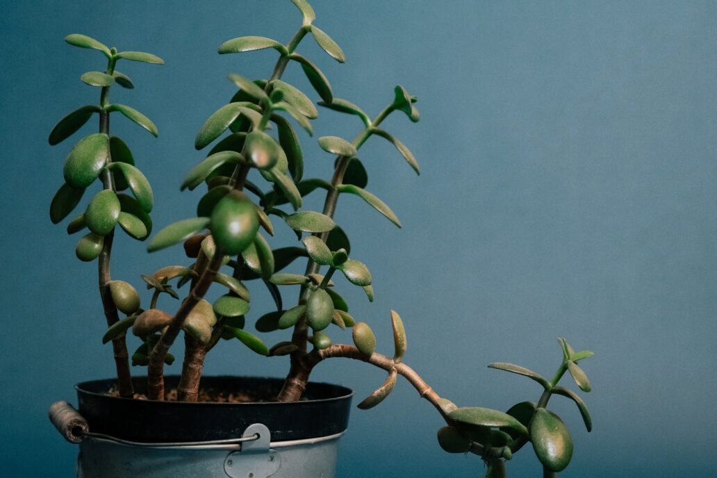 Otkrivanje sukulentne "biljke novca" koju je vrlo lako uzgajati - Novi list