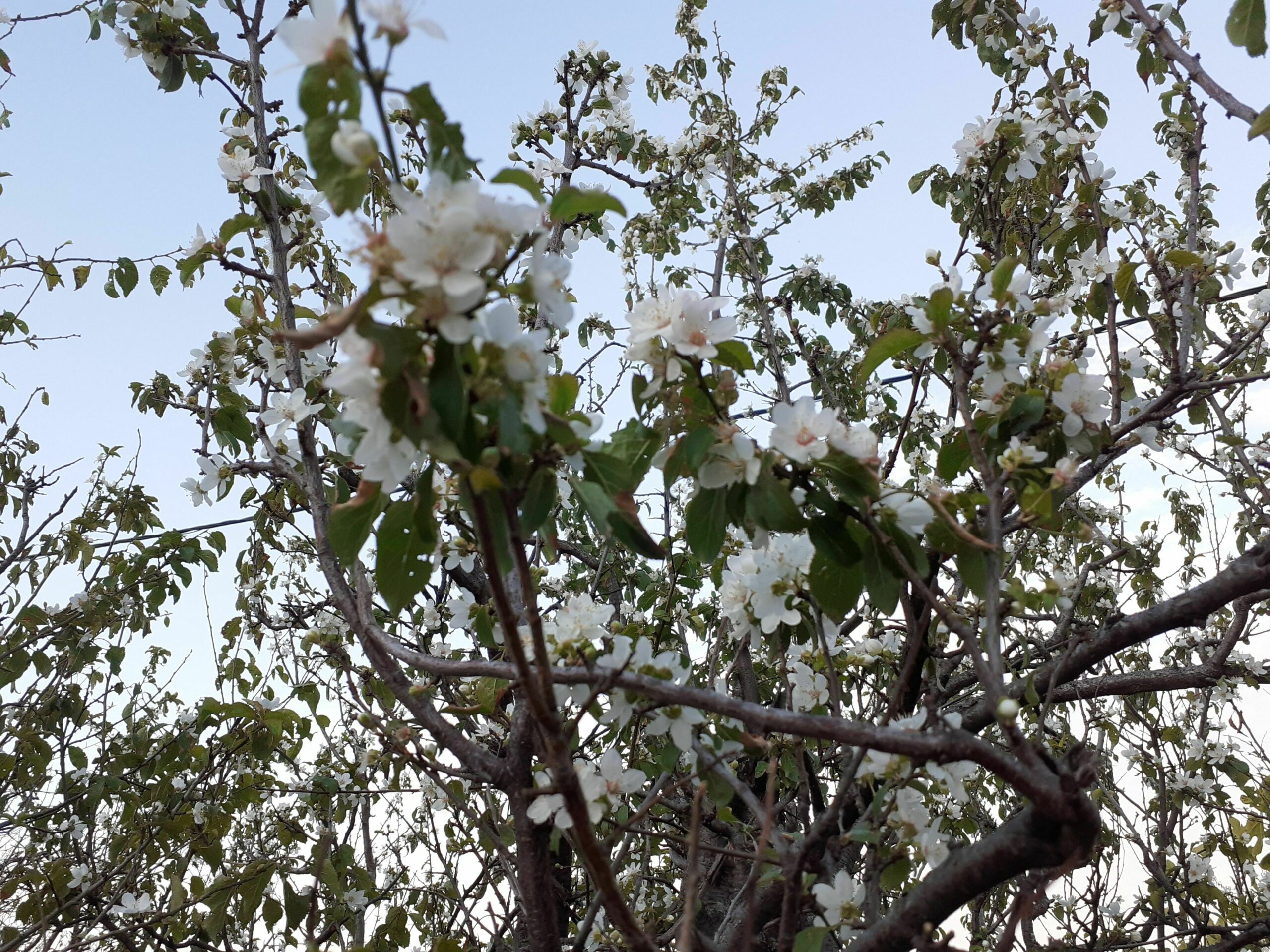 Neobična prirodna pojava na Hreljinu: U vrtu Antonije i Smiljana Polića ...