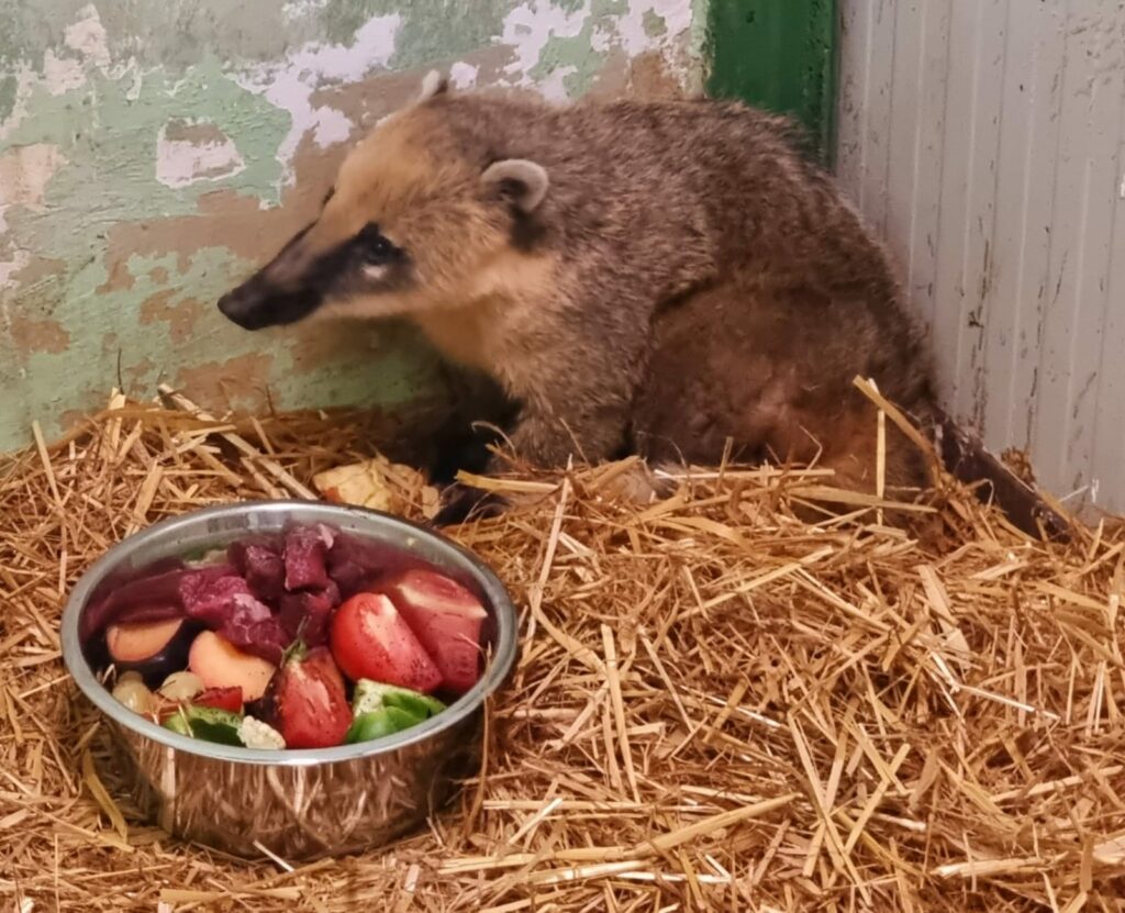 FOTO "Branko je na sigurnom!": Sretno okončan "lov" na nosatog rakuna ...