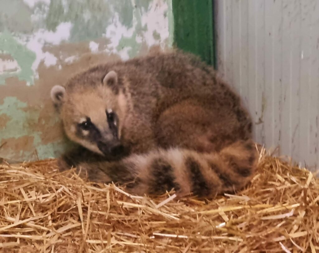 FOTO "Branko je na sigurnom!": Sretno okončan "lov" na nosatog rakuna ...
