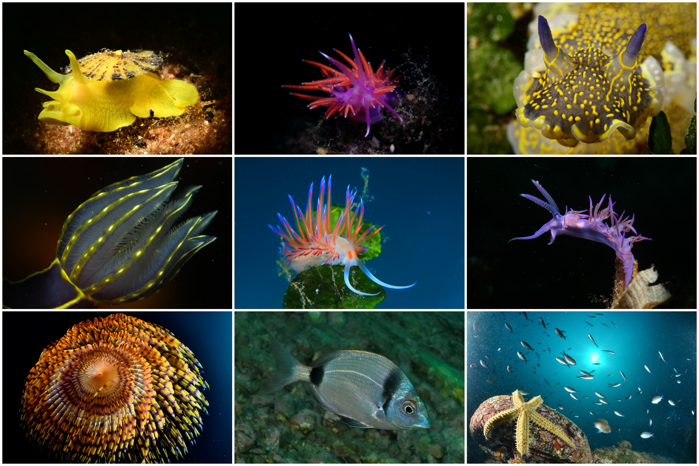 FOTO Uronite u fascinantni svijet riječkog podmorja - Novi list