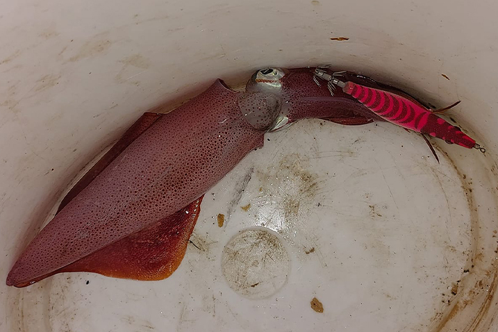 Lignje ne lovi pribor nego lignjolovac! Prvi puta u životu zabacio ...