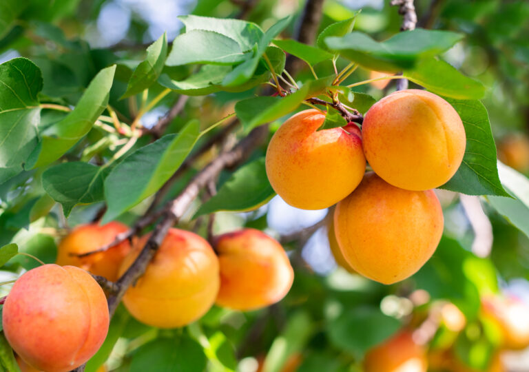 Ovaj cvijet idealan je za početnike i jednostavan za održavanje - Novi list