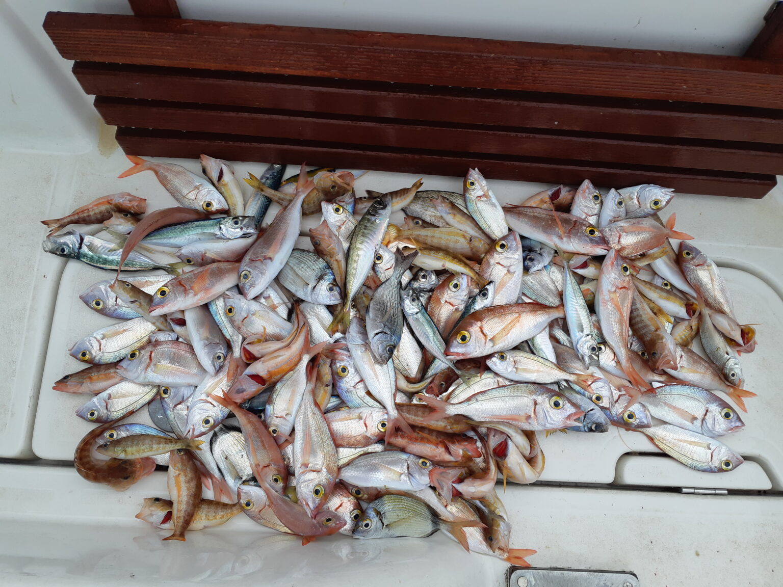 Utjecaj Sunca i Mjeseca na gibanje mora: Znate li kada riba najbolje ...