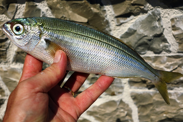 Lovite li kada ciljano bugve? Ova riba može narasti do čak 0,8 ...