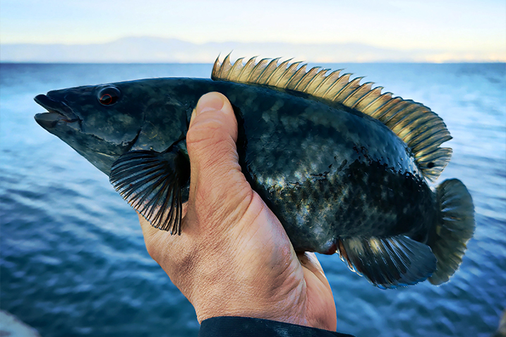 Znate li kako izgleda zaštićeni drozd? A jeste li znali da se nazivi ...