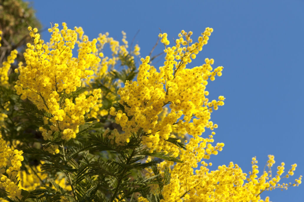 Ukras Mediterana koji najavljuje proljeće: mimoza je predivna u svakom ...