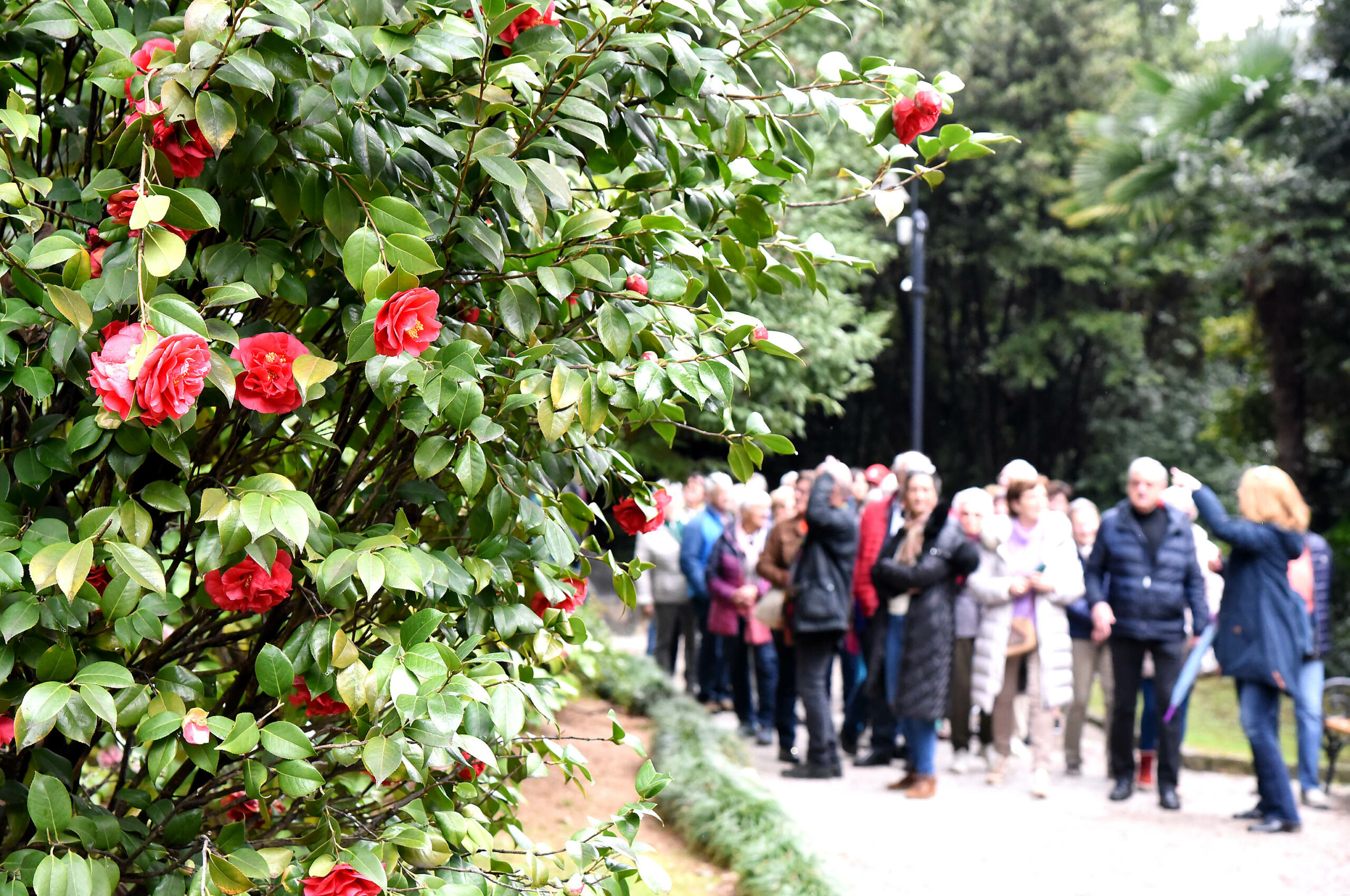 Kako je kamelija postala egzotični simbol Opatije: 'Ovo cvijeće s ...
