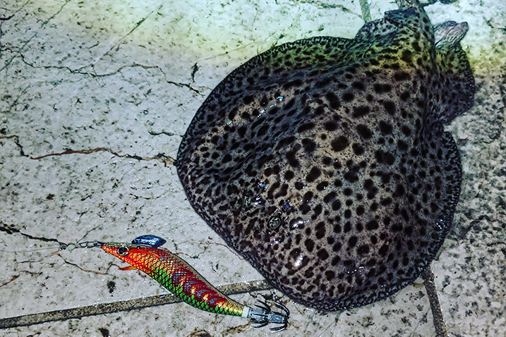 I to se događa. Lovio lignje pa ulovio "podmorsku elektrocentralu ...