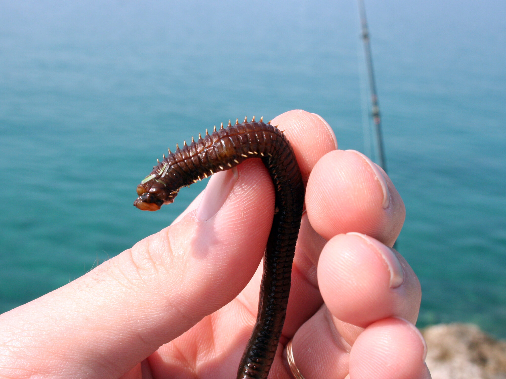 Koristite li crve za ješku? A znate li kako ih možete sačuvati na duže ...