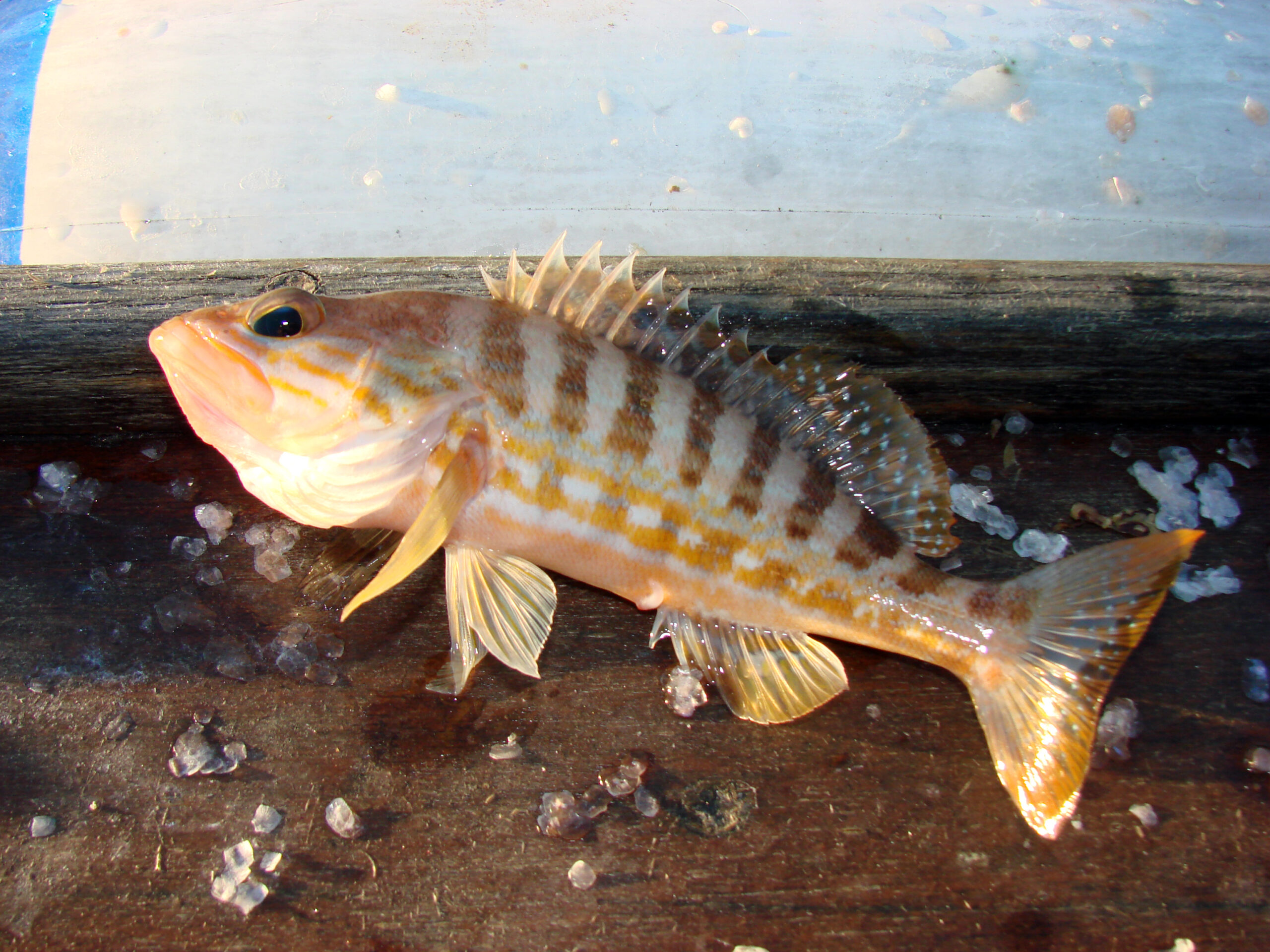 Jeste li ikada pokušali ciljano loviti kanjce? Evo kako morate ...