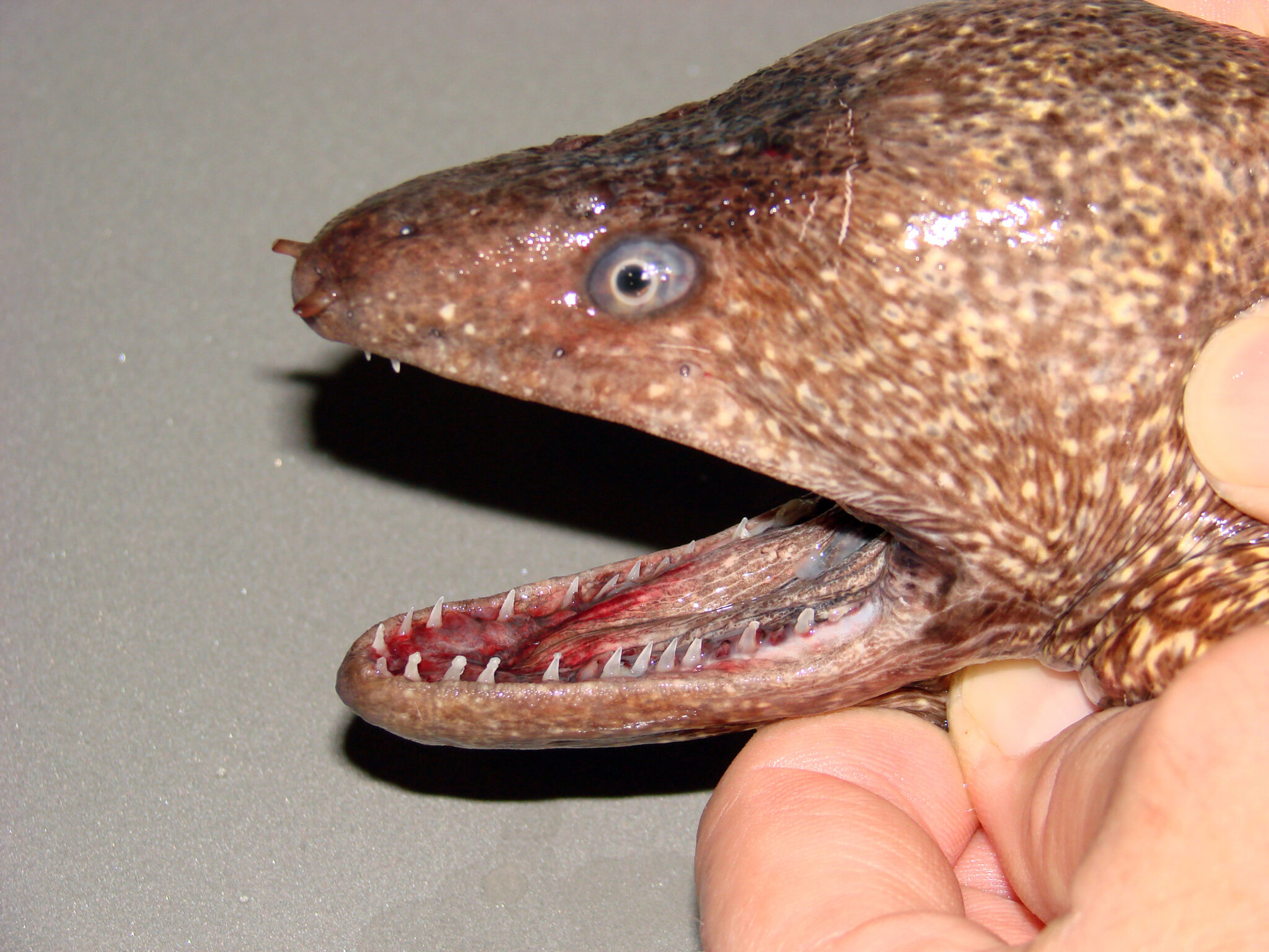 Osim što je otrovan, ugriz murine je iznimno dubok i jak. Evo što ...