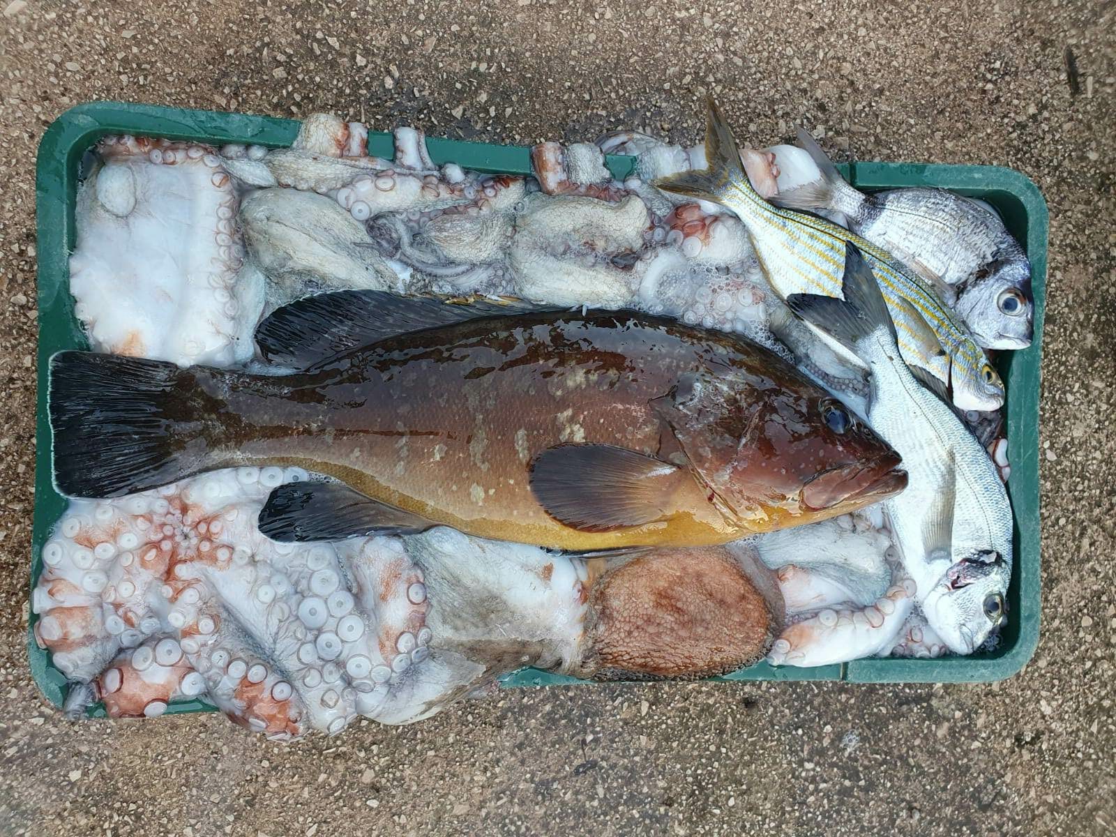 Recept za uživanje. Pod morem nema stresa, a podvodni ribolov je ...