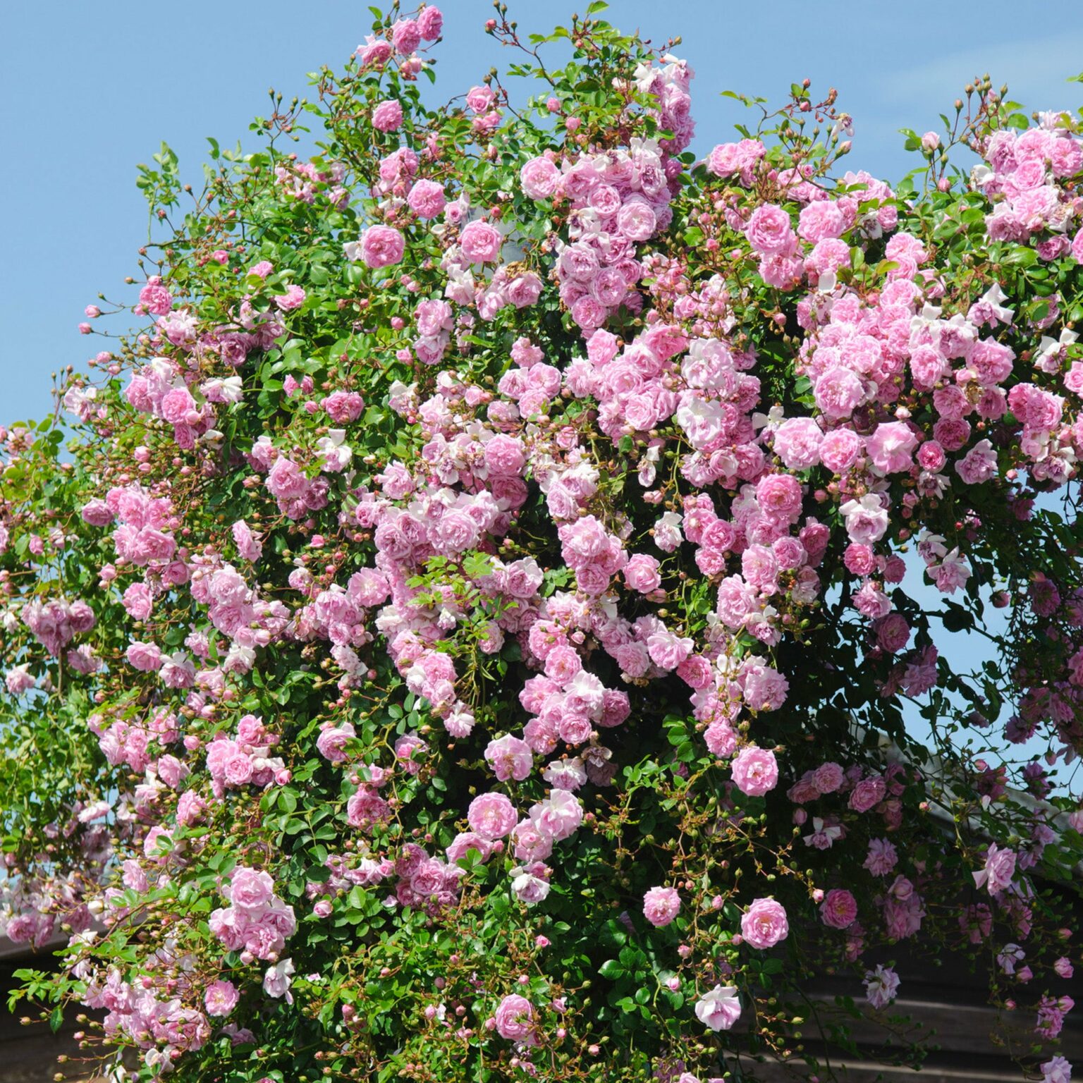 Ruže penjačice: mirisni slapovi vrta - Novi list